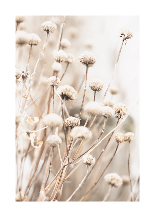 Delicate Dry Flowers Affiche - Petites fleurs beiges - desenio.fr